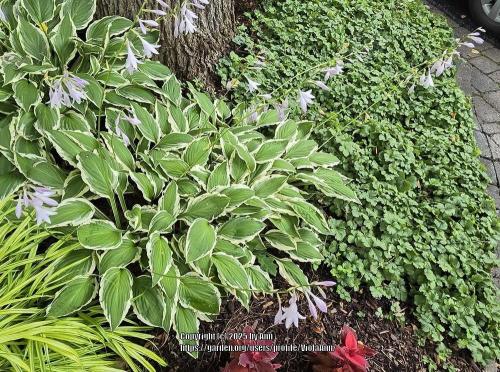 Hosta alphabet U in the Hostas forum - Garden.org