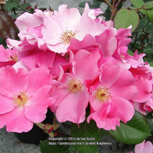 Rose (Rosa 'Betty Prior') in the Roses Database - Garden.org