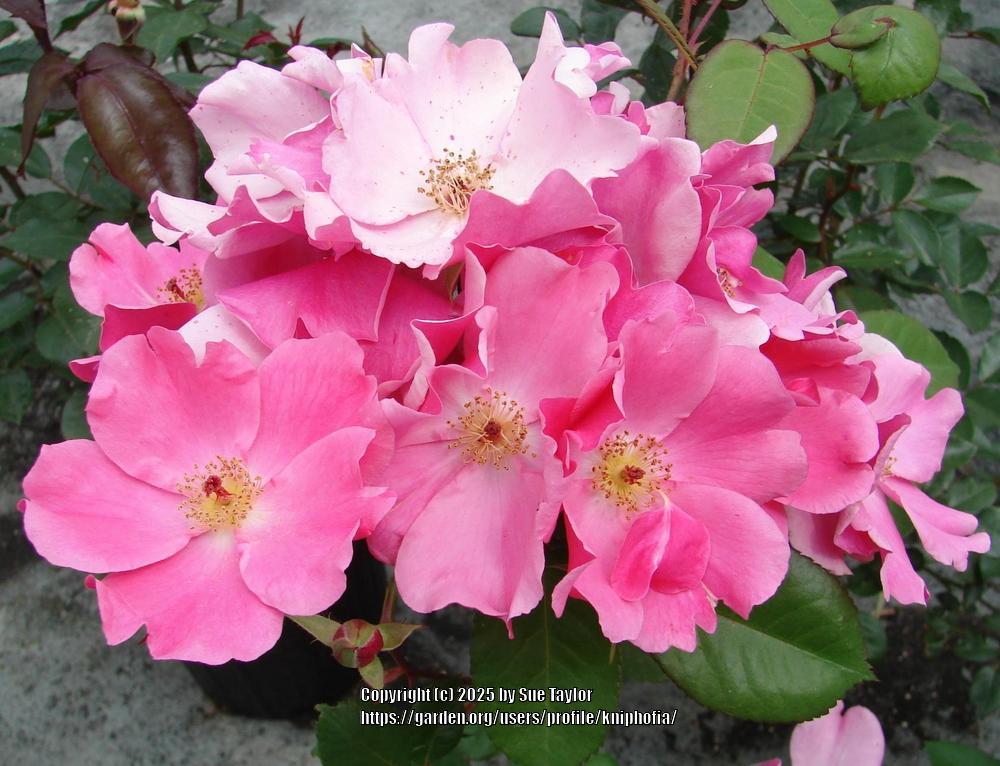 Rose (Rosa 'Betty Prior') in the Roses Database - Garden.org