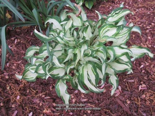 Hosta alphabet U in the Hostas forum - Garden.org