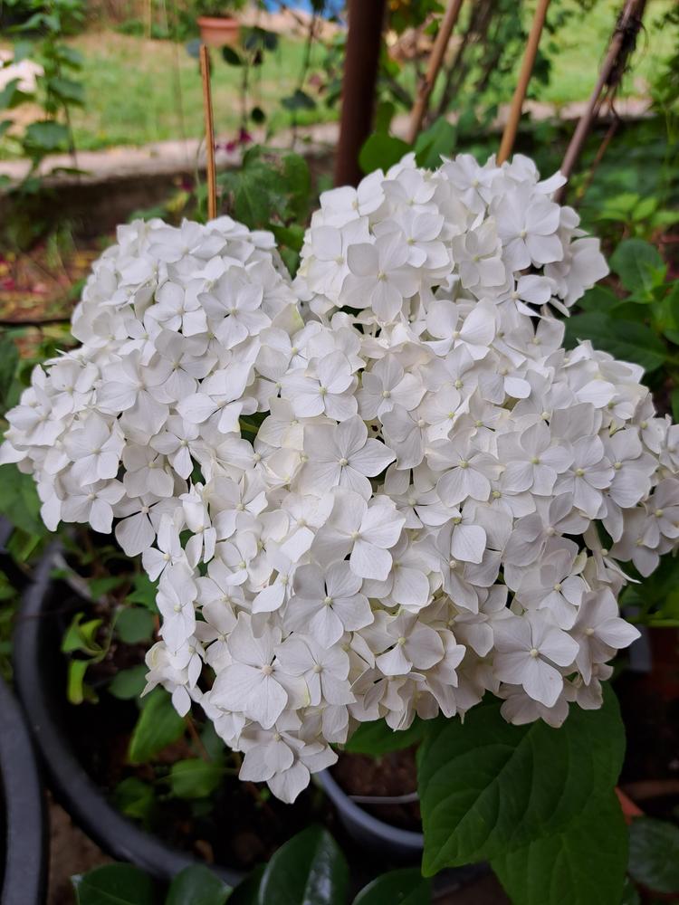 Mophead Hydrangea (Hydrangea macrophylla Snow Storm®) in the Hydrangeas ...