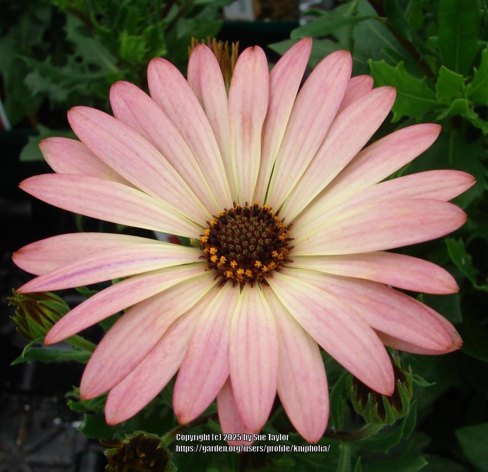 African Daisy (Dimorphotheca ecklonis Zion™ Pink Sand) - Garden.org