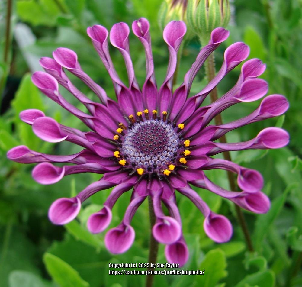 Photo of the bloom of African Daisy (Osteospermum Soprano® Lilac Spoon ...