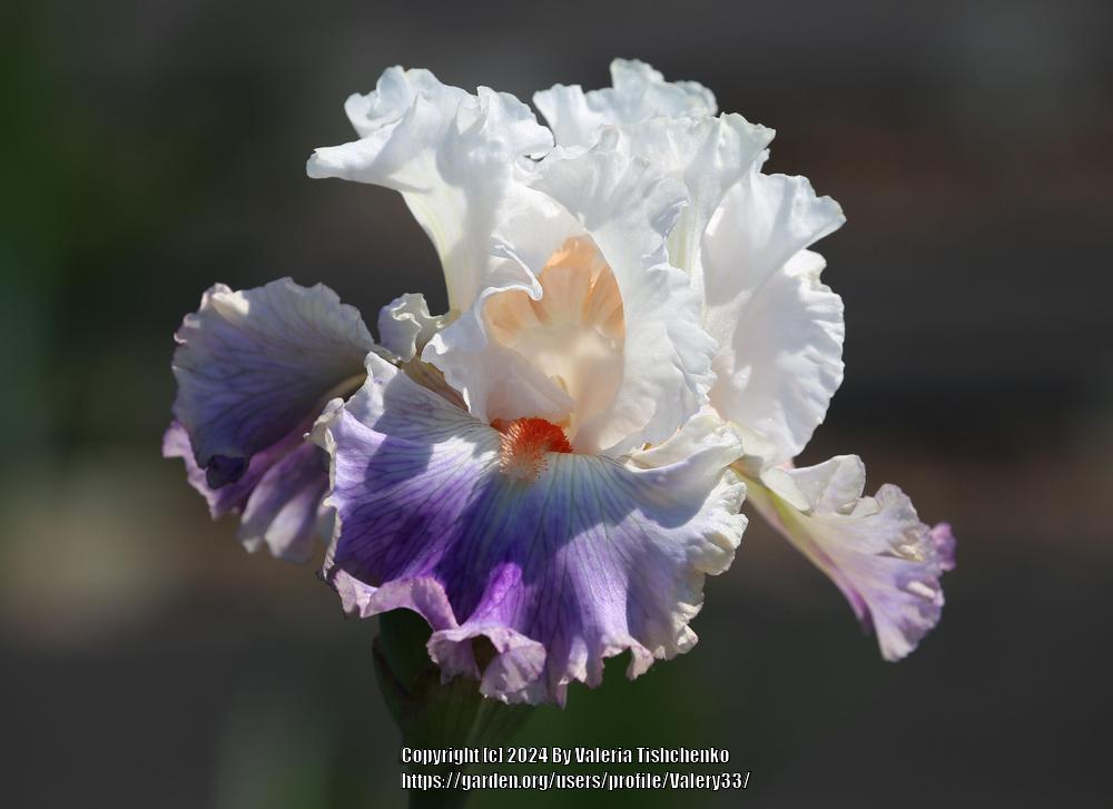 Tall Bearded Iris (Iris 'Star Maker') in the Irises Database - Garden.org