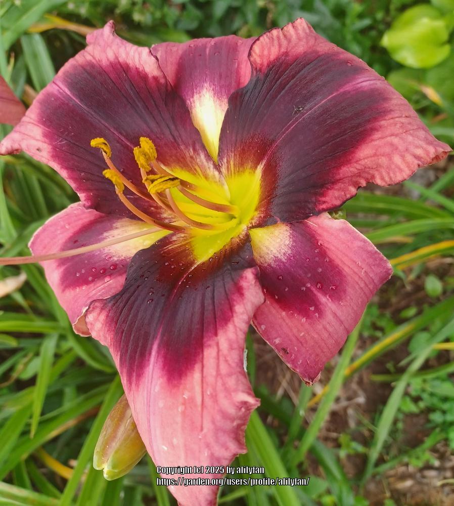 Photo of the bloom of Daylily (Hemerocallis 'Buddy's Black Eye') posted by alilyfan - Garden.org