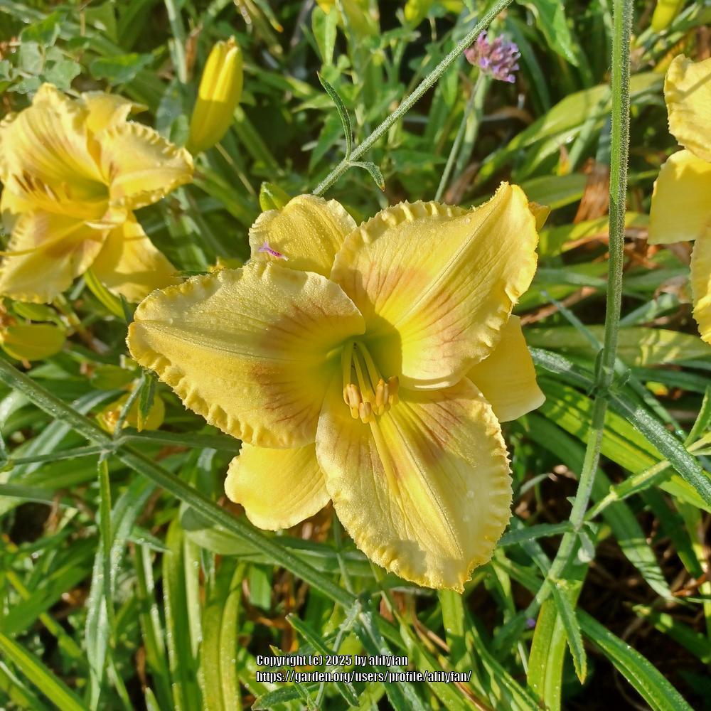 Daylily (Hemerocallis 'Fancy Finish') in the Daylilies Database - Garden.org