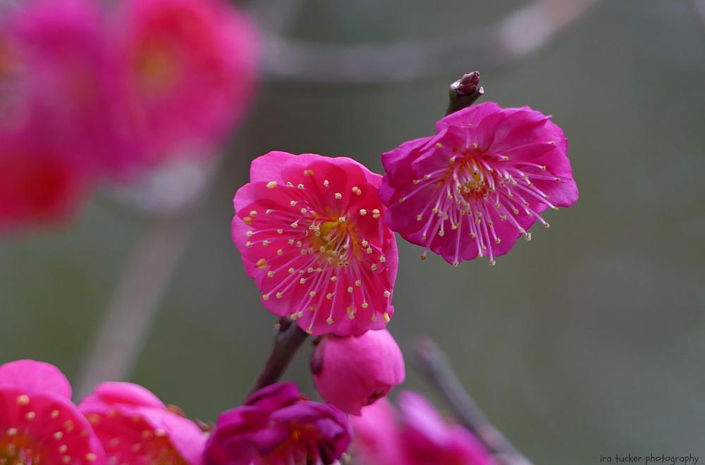 Photo of the bloom of Japanese Flowering Apricot (Prunus mume ...