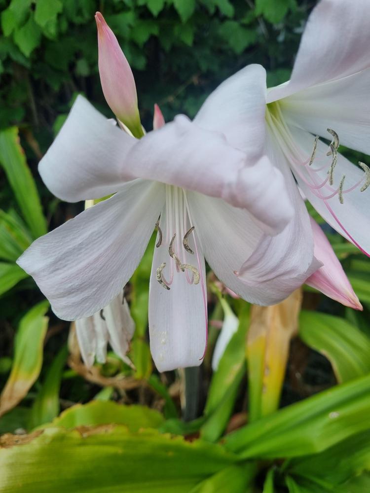 Photo of the bloom of Crinum (Crinum x powellii 'Album') posted by ...
