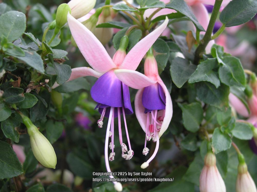 Fuchsia Shadow Dancer® Violette in the Fuchsias Database - Garden.org