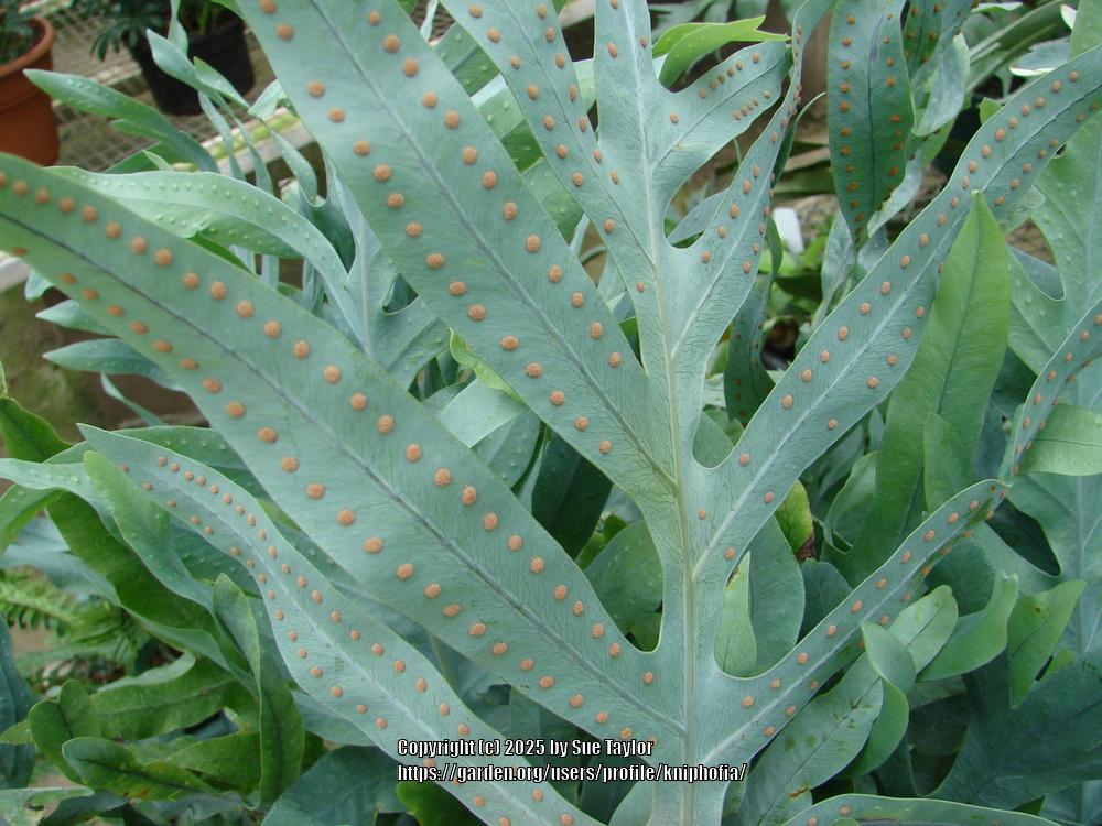 Photo of the leaves of Bear's Paw Fern (Phlebodium aureum 'Blue Star ...