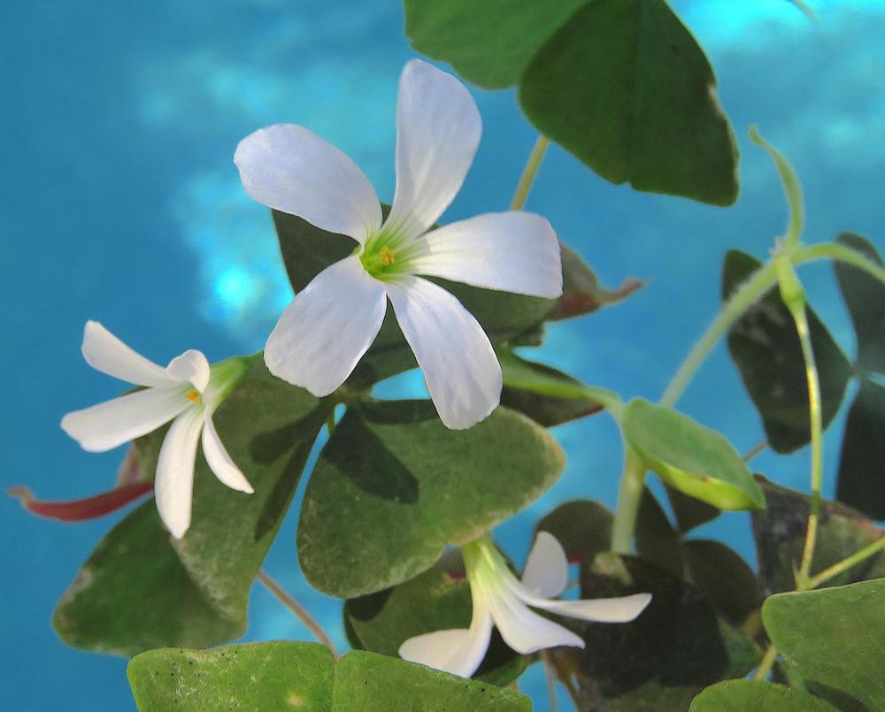 Photo of the bloom of Silver Butterfly Oxalis (Oxalis triangularis ...