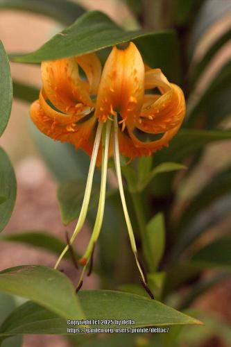 2025 Lilium Blooms in the Lilies forum - Garden.org