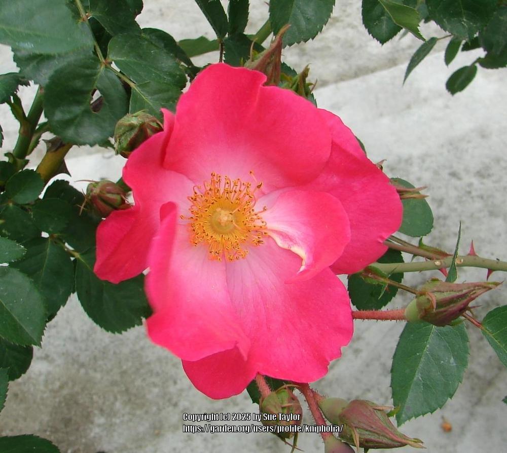 Rose (Rosa 'Chuckles') in the Roses Database - Garden.org