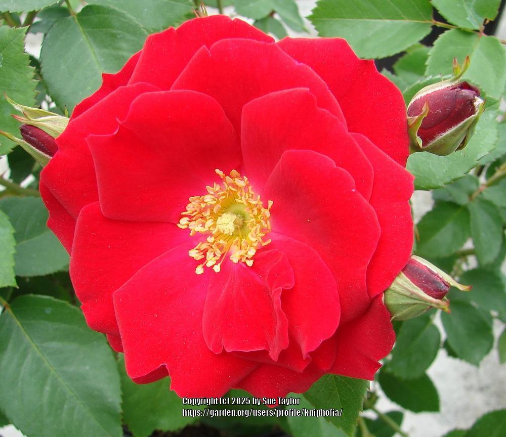 Rose (Rosa 'Champlain') in the Roses Database - Garden.org