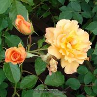 Rose (Rosa 'Autumn Sunset') in the Roses Database - Garden.org