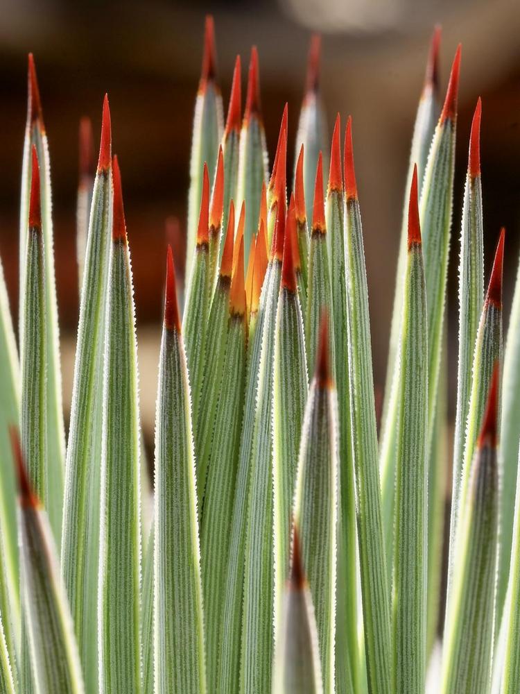 Photo of the leaves of Century Plant (Agave rzedowskiana) posted by ...