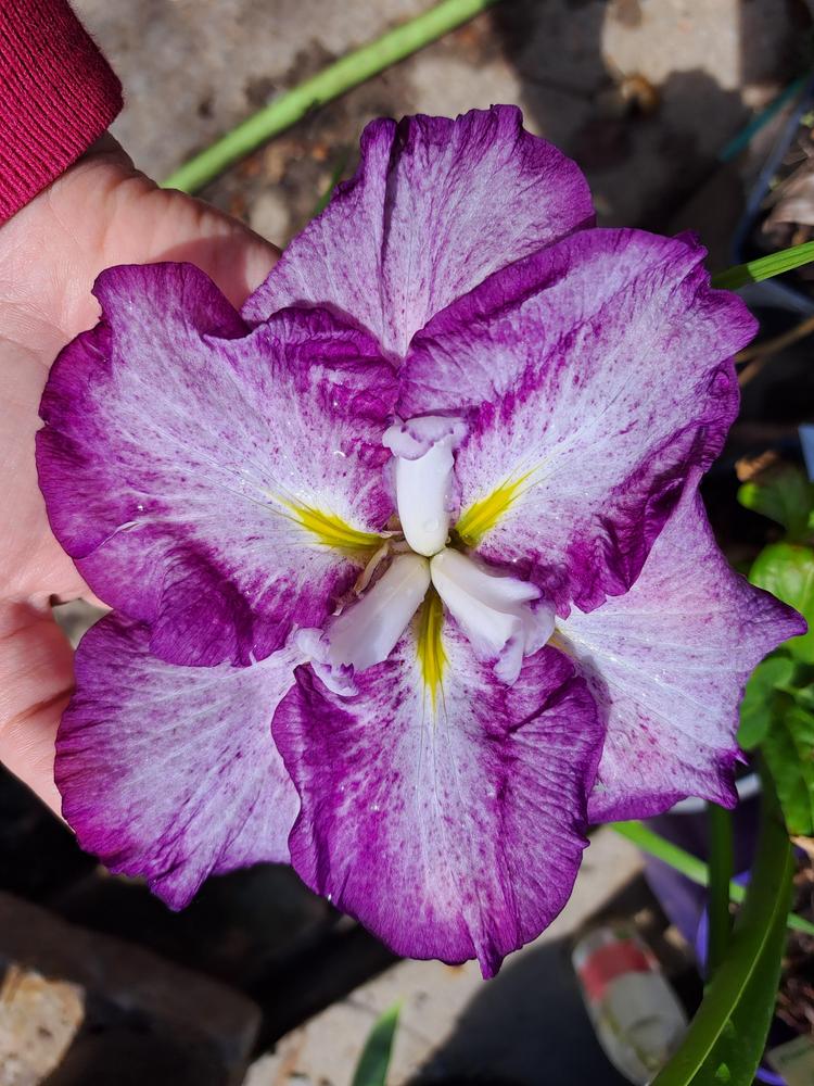 Photo of the bloom of Japanese Iris (Iris ensata Dinner Plate™ Tiramisu ) posted by Senta ...