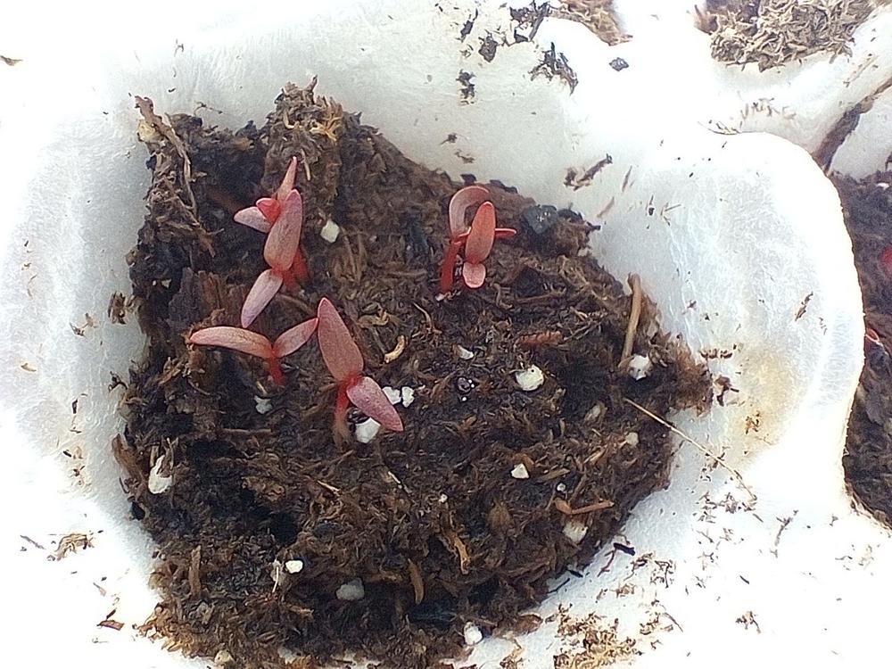 Cockscomb (Celosia argentea 'Red Raven') - Garden.org