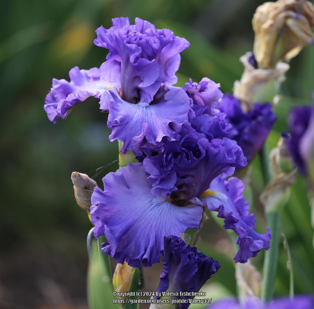 Photo of the bloom of Tall Bearded Iris (Iris 'Persistent Love') posted ...