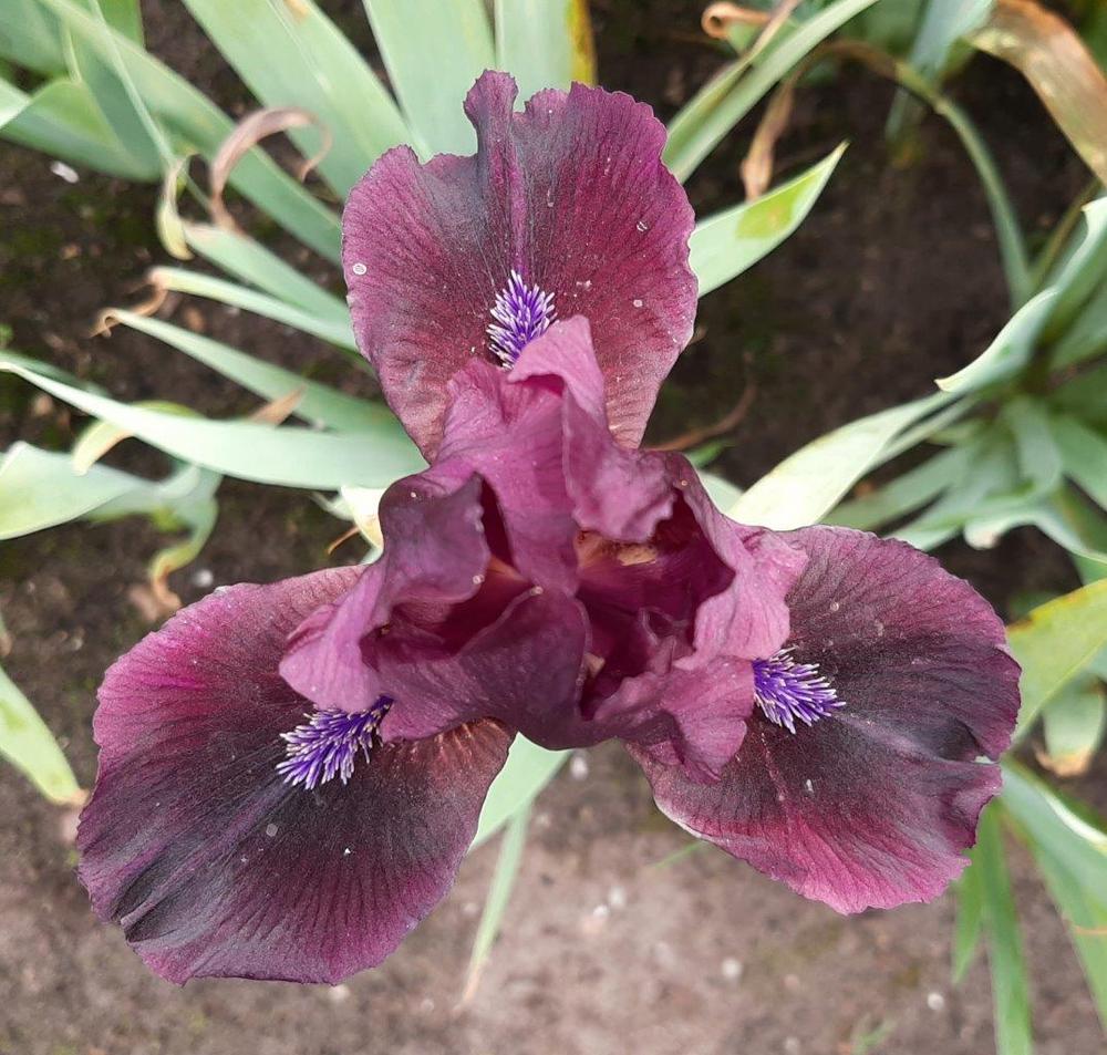 Photo of the bloom of Standard Dwarf Bearded Iris (Iris 'Anachoréte') posted by jdmeulenbelt ...