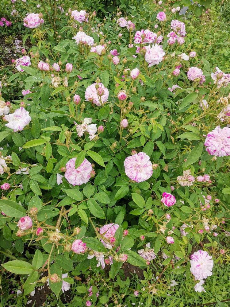 Rose (Rosa 'Gros Provins Panache') in the Roses Database - Garden.org