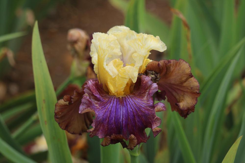 Tall Bearded Iris (Iris 'Bold Style') in the Irises Database - Garden.org