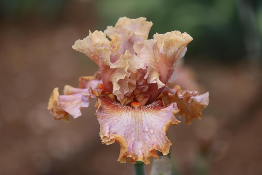 Tall Bearded Iris (Iris 'Soul Fire') in the Irises Database - Garden.org