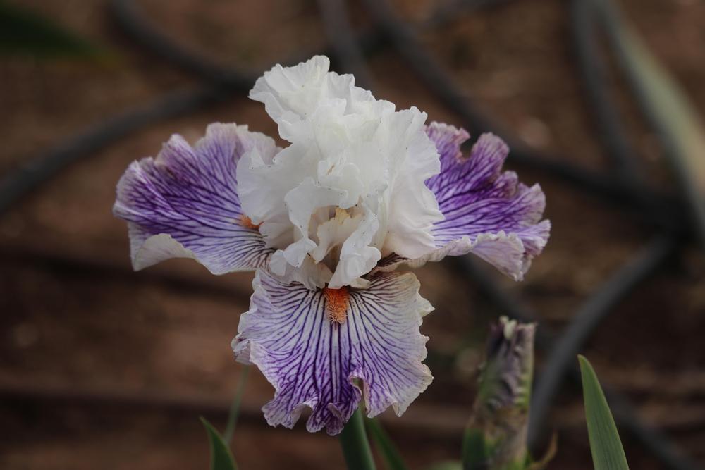 Tall Bearded Iris (Iris 'Shock Alert') in the Irises Database - Garden.org
