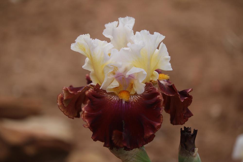 Tall Bearded Iris (Iris 'Blood Magic') in the Irises Database - Garden.org