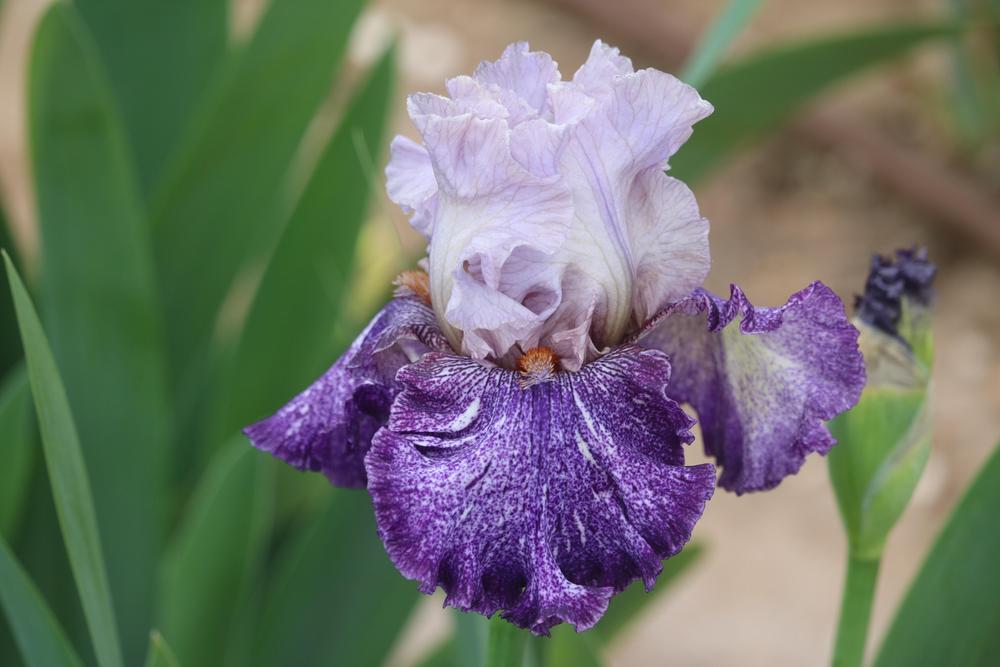 Photo of the bloom of Tall Bearded Iris (Iris 'Lunacy') posted by ...