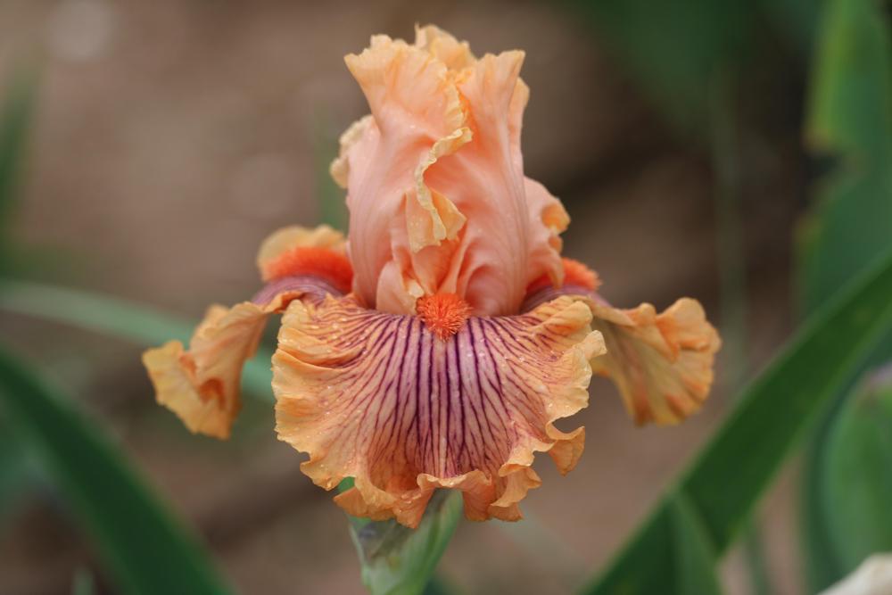 Tall Bearded Iris (Iris 'Flash Warning') in the Irises Database ...