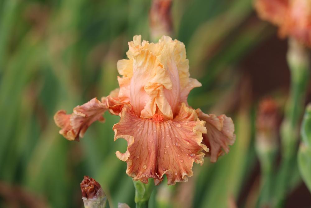 Photo of the bloom of Tall Bearded Iris (Iris 'She Be Magic') posted by ...