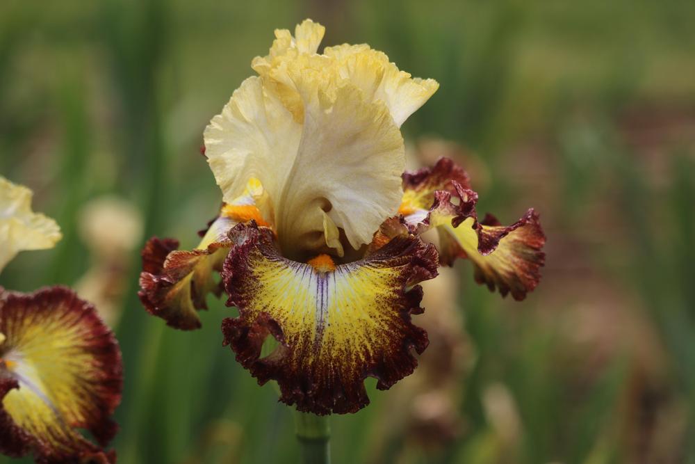 Tall Bearded Iris (Iris 'Fancy Like') in the Irises Database - Garden.org