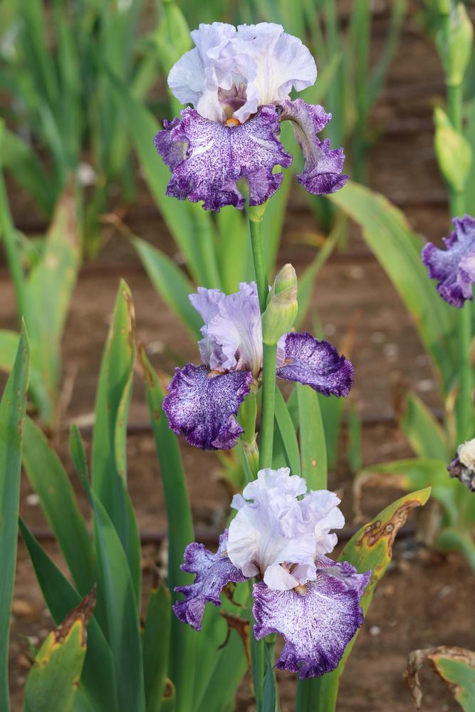 Photo of the stem, scape, stalk or bark of Tall Bearded Iris (Iris ...