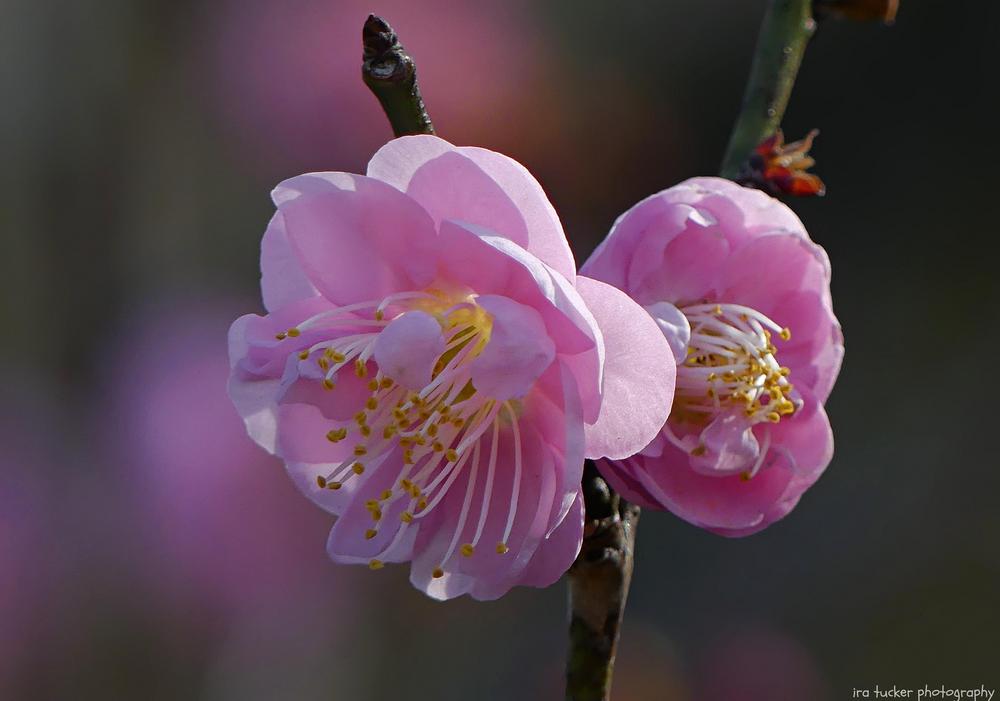 Photo of the bloom of Apricot (Prunus mume 'Bonita') posted by ...