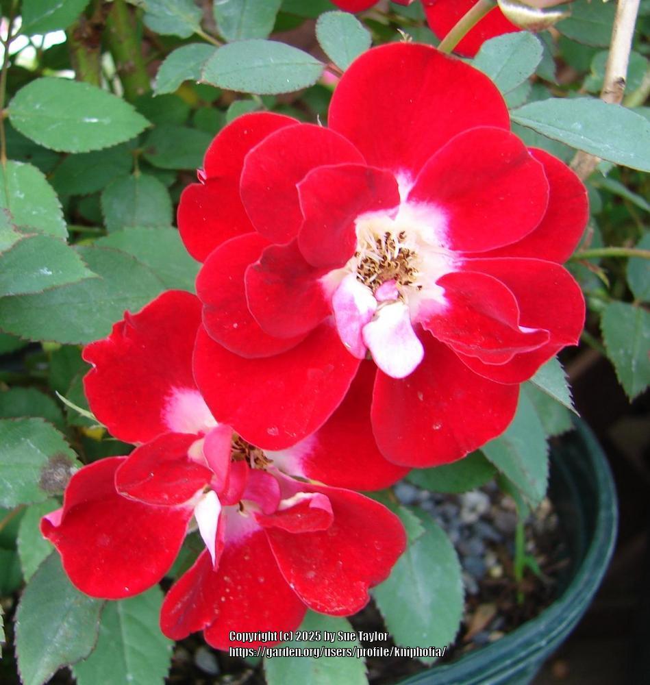 Rose (Rosa 'Space Odyssey') in the Roses Database - Garden.org