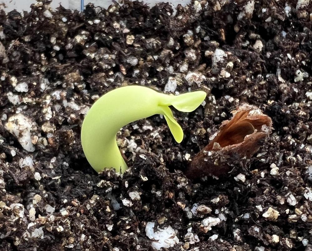 Photo of the seedling or young plant of Desert Rose (Adenium obesum ...