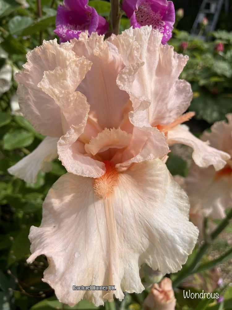 Tall Bearded Iris (Iris 'Wondrous') in the Irises Database - Garden.org