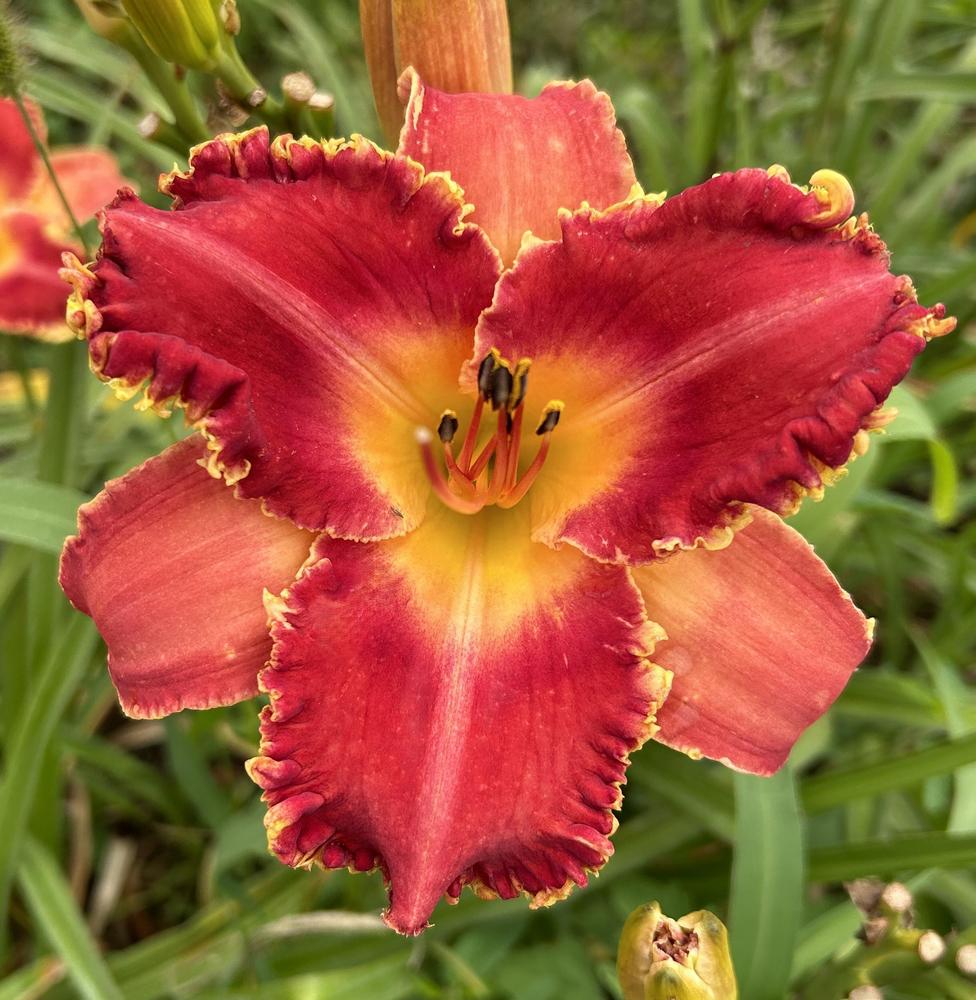 Daylily (Hemerocallis 'Headin' Out to Eden') in the Daylilies Database ...