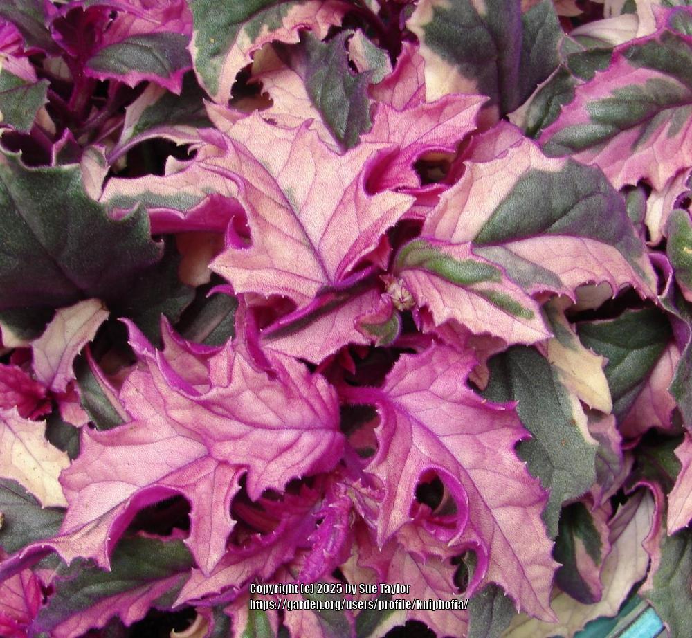 Photo of the leaves of Variegated Purple Velvet Plant (Gynura ...