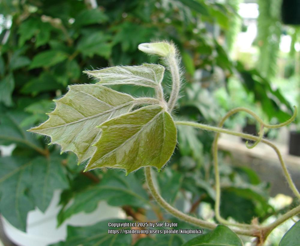 Photo of the leaves of Grape Ivy (Cissus alata) posted by kniphofia ...