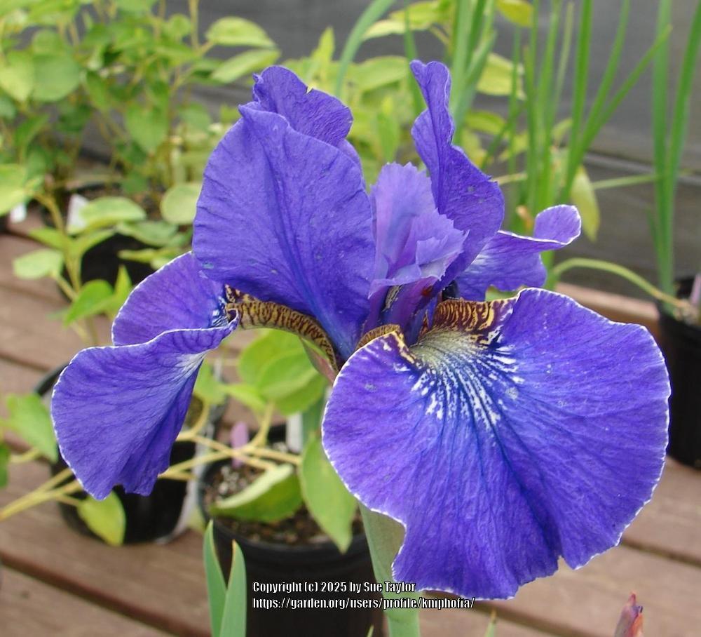 Photo of the bloom of Siberian Iris (Iris 'Silver Edge') posted by kniphofia - Garden.org