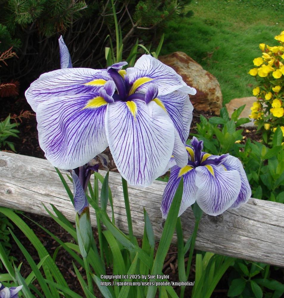 Photo of the bloom of Japanese Iris (Iris ensata 'Royal Pageant') posted by kniphofia - Garden.org