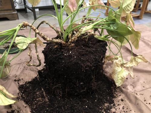 Is this Root Rot? 20 year old Arrowhead in the Ask a Question forum ...