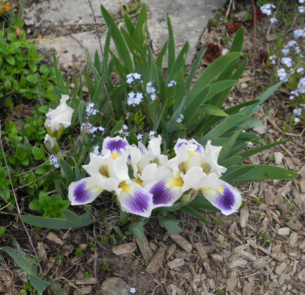 Photo of the entire plant of Standard Dwarf Bearded Iris (Iris 'Grape ...