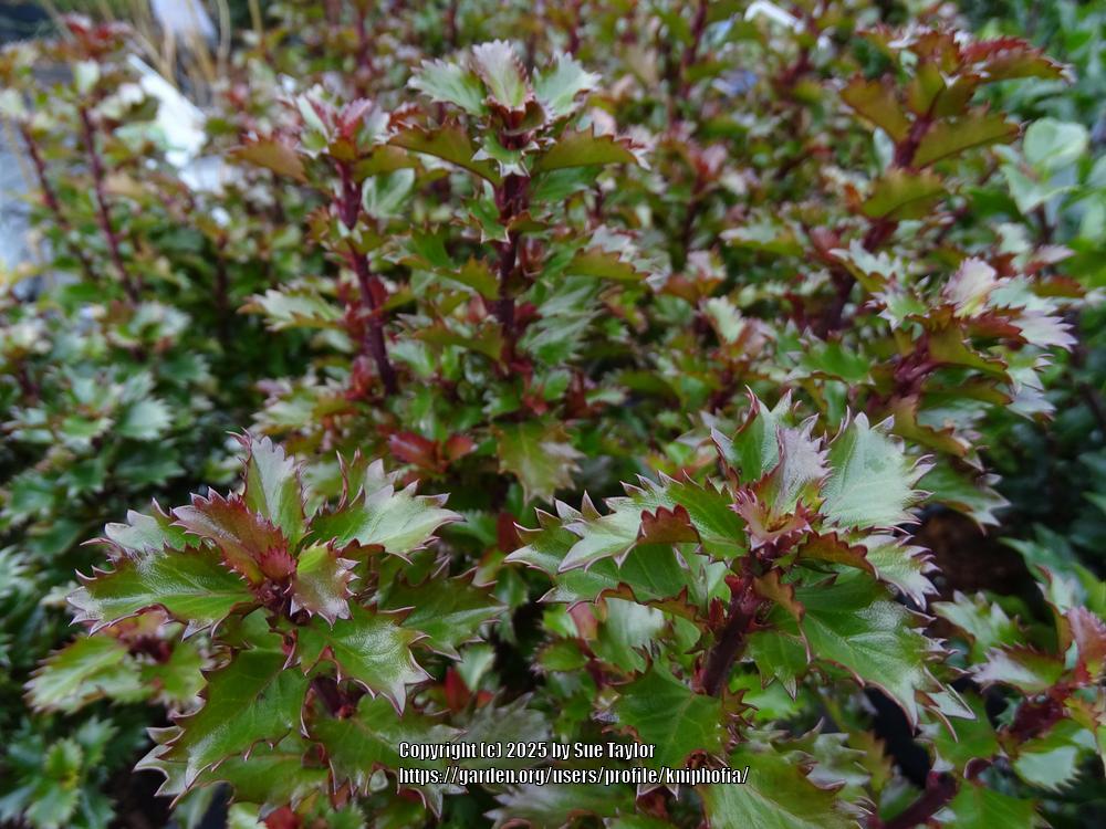 Photo of the leaves of Meserve Holly (Ilex Little Rascal®) posted by ...