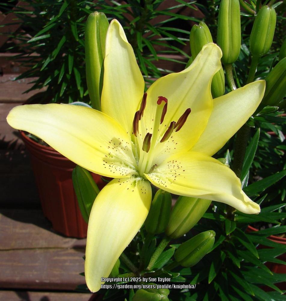 Lily (Lilium 'Ivory Pixie') in the Lilies Database - Garden.org
