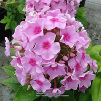 Photo of the bloom of Phlox paniculata 'Pixie Twinkle' posted by ...