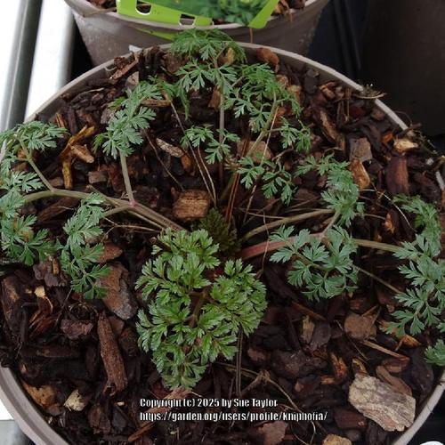 Baltic Parsley (Cenolophium denudatum) - Garden.org