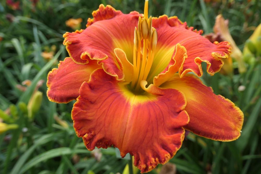 Photo of the bloom of Daylily (Hemerocallis 'Boitzer Ruffled Sunset ...